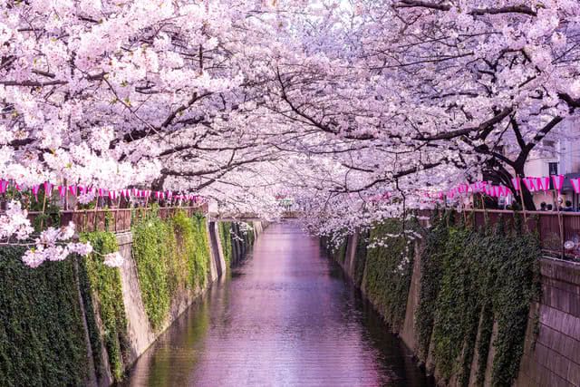 Enjoy Japan’s Springtime Ohanami Culture at These Amazing Cherry ...
