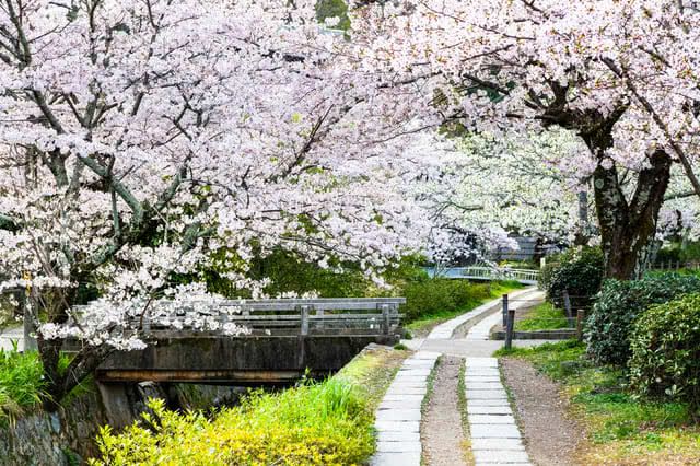 Enjoy Japan’s Springtime Ohanami Culture at These Amazing Cherry ...