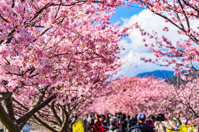 Facts and Tips for Enjoying Hanami in Japan Discover Oishii Japan ...